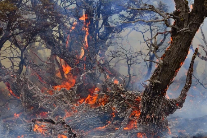 Papa Francisco reza por los afectados por incendios en Chile | ACI Prensa